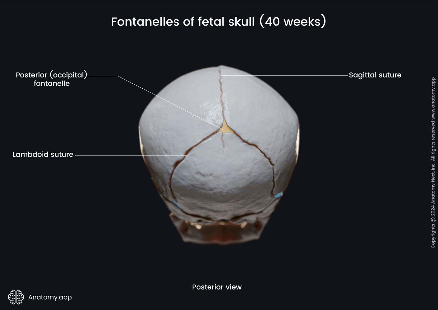 Sutures Of The Skull Diagram Sutures Of The Skull New Arrivals