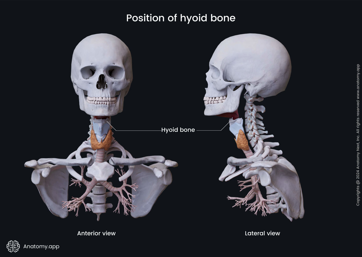 Hyoid bone | Anatomy.app