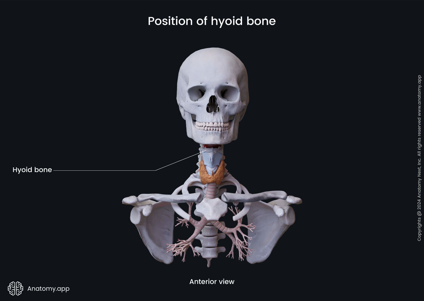 Hyoid bone | Anatomy.app
