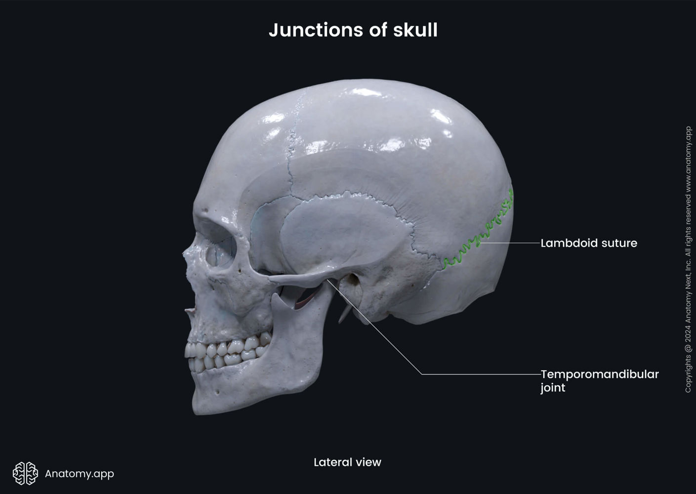 Skull | Anatomy.app