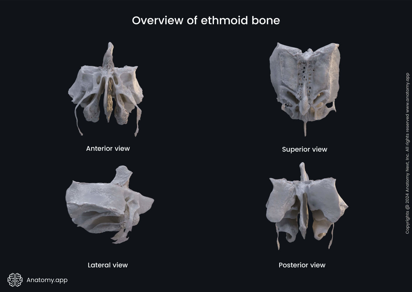 Ethmoid bone | Anatomy.app