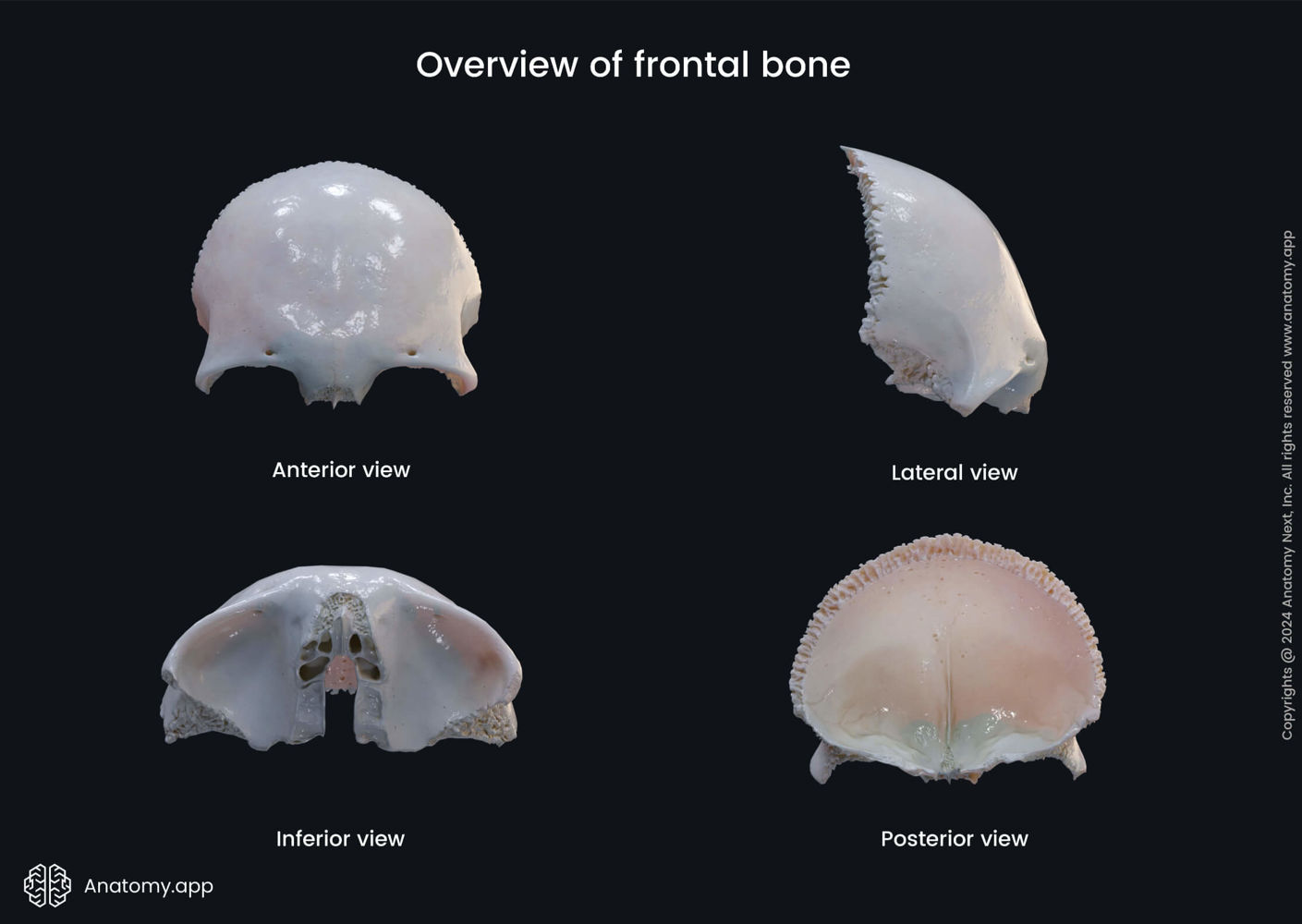 Frontal bone | Anatomy.app