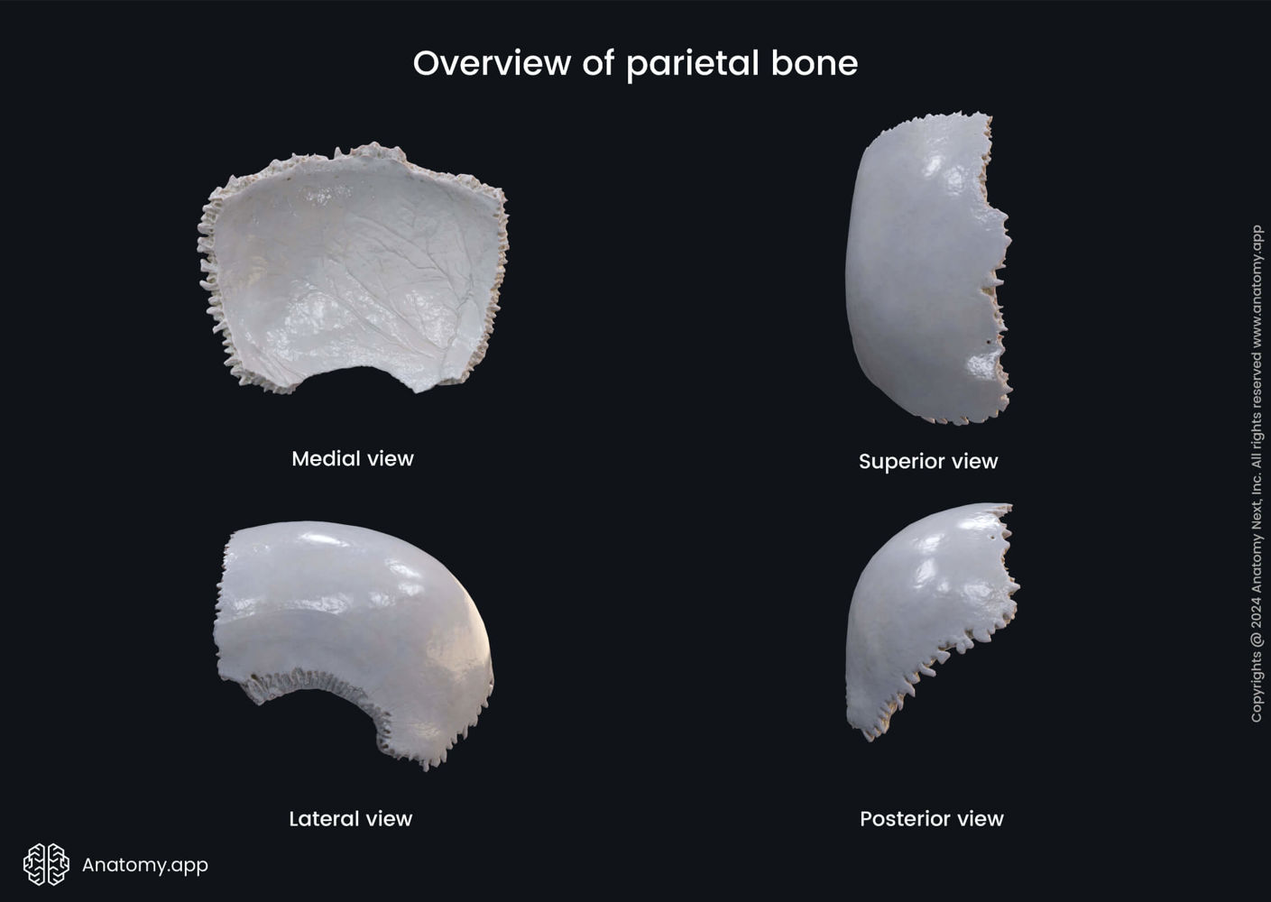 Parietal bone | Anatomy.app