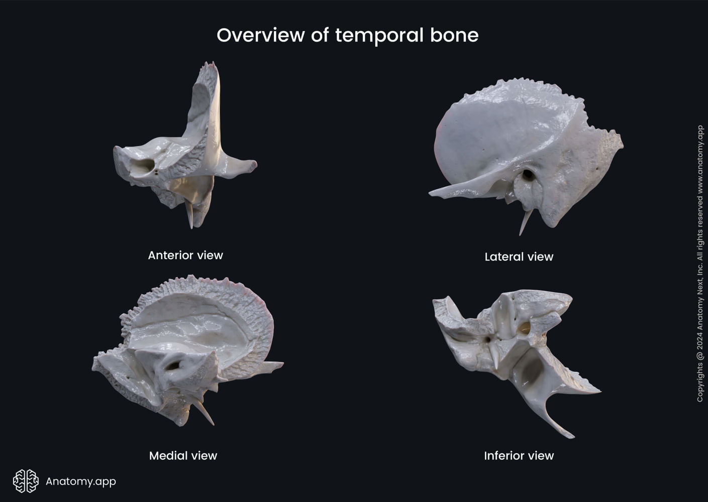 Temporal bone | Anatomy.app