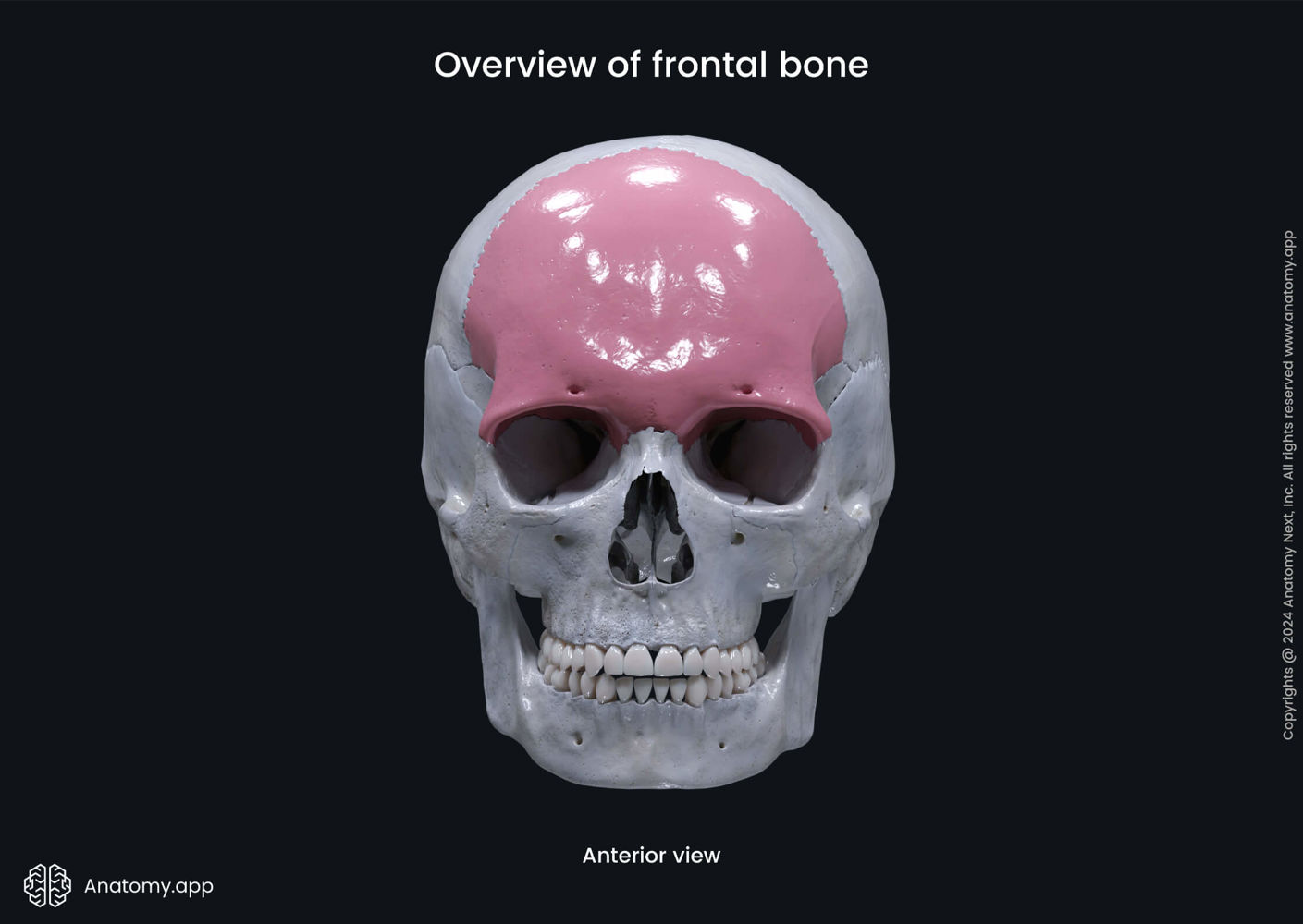 Frontal bone | Anatomy.app