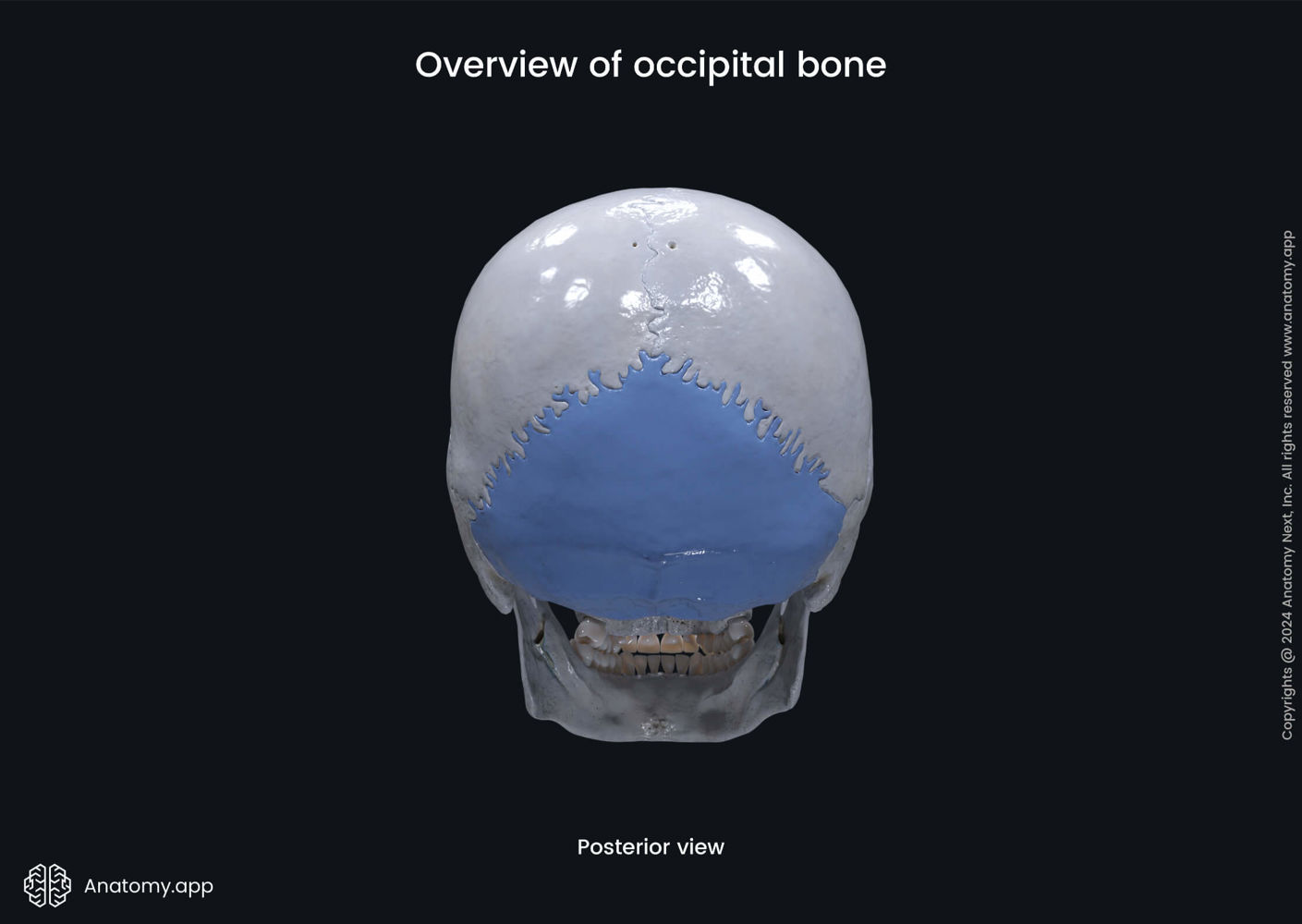 Occipital Bone 5 Ossification Of Human Occipital Bone Image: PICRYL