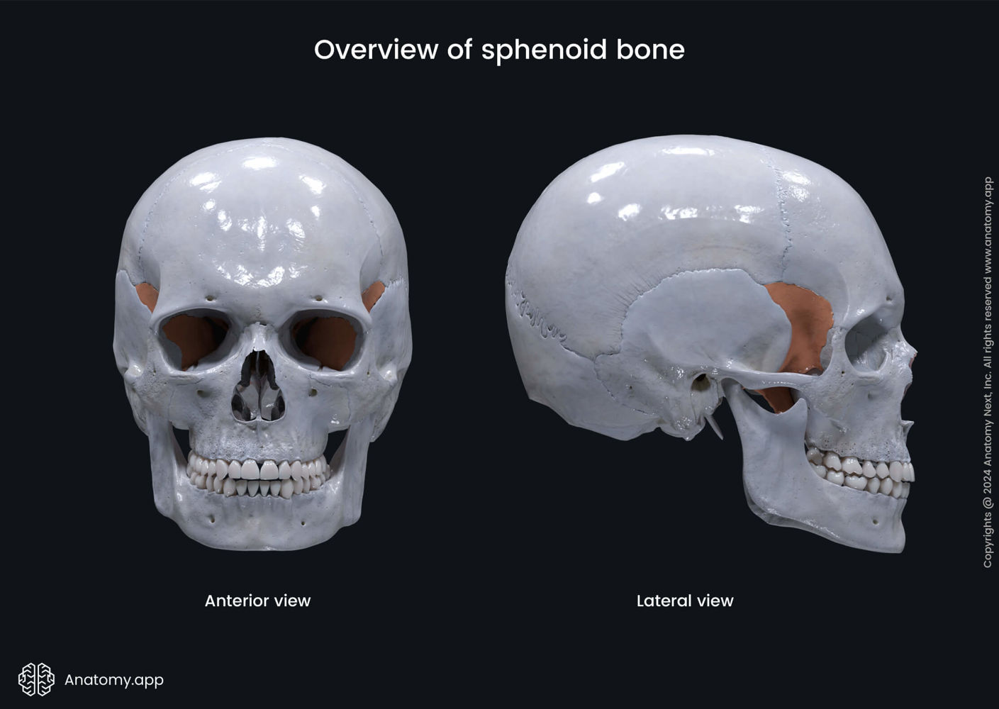 Sphenoid bone | Anatomy.app