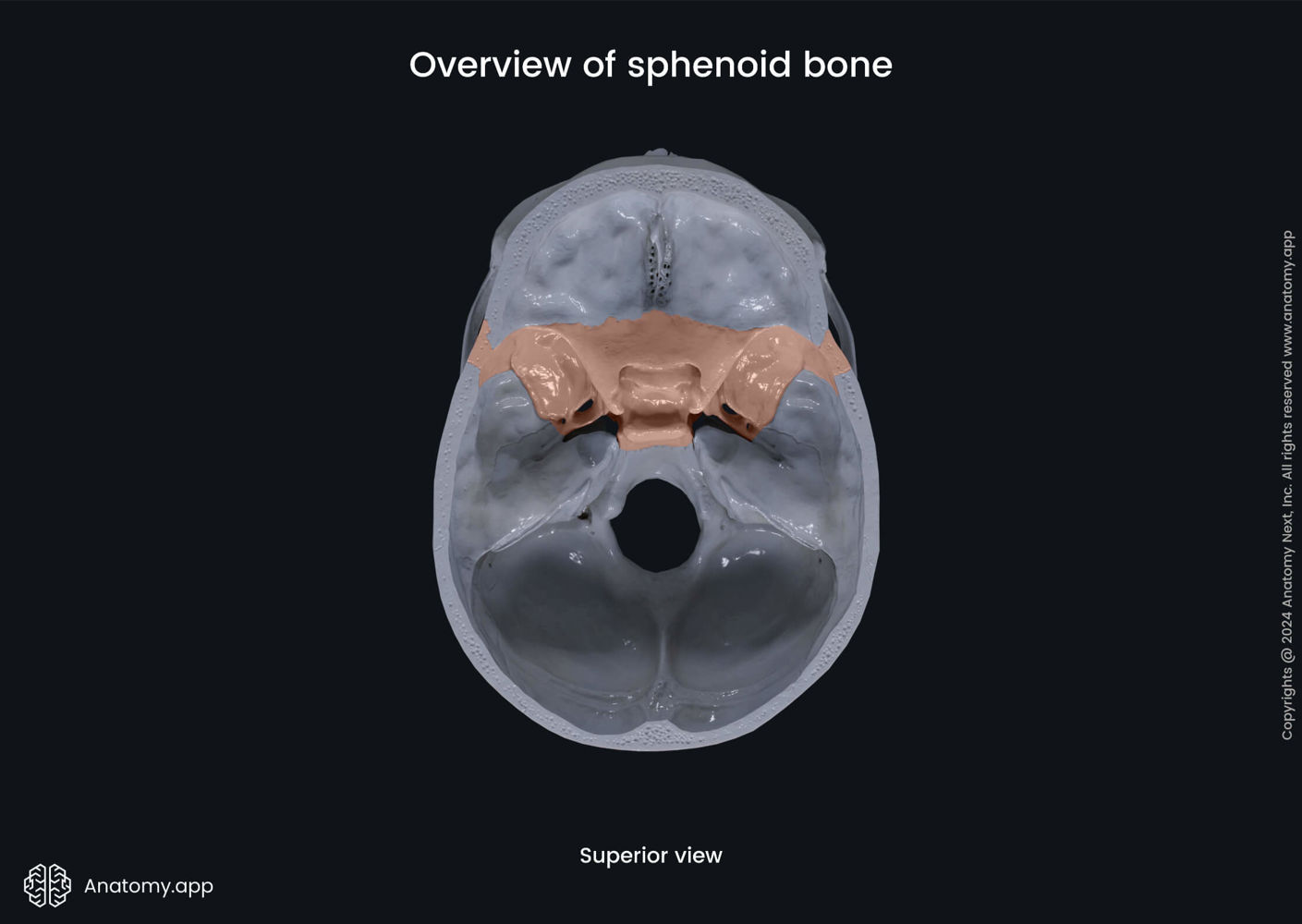 Sphenoid bone | Anatomy.app
