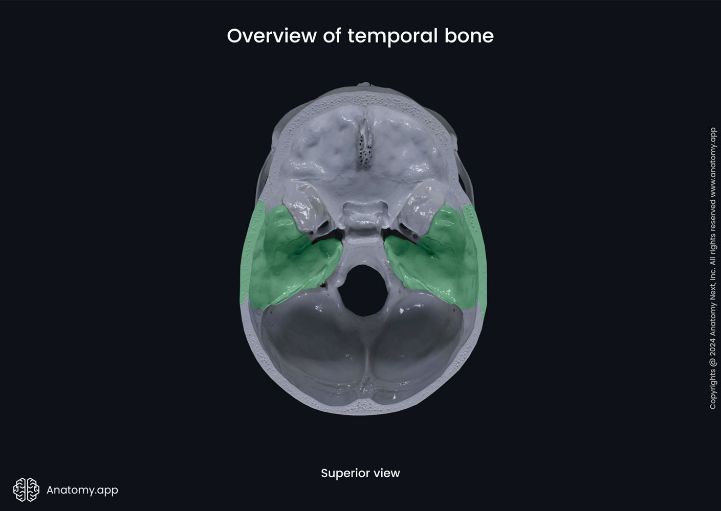 Temporal bone | Anatomy.app
