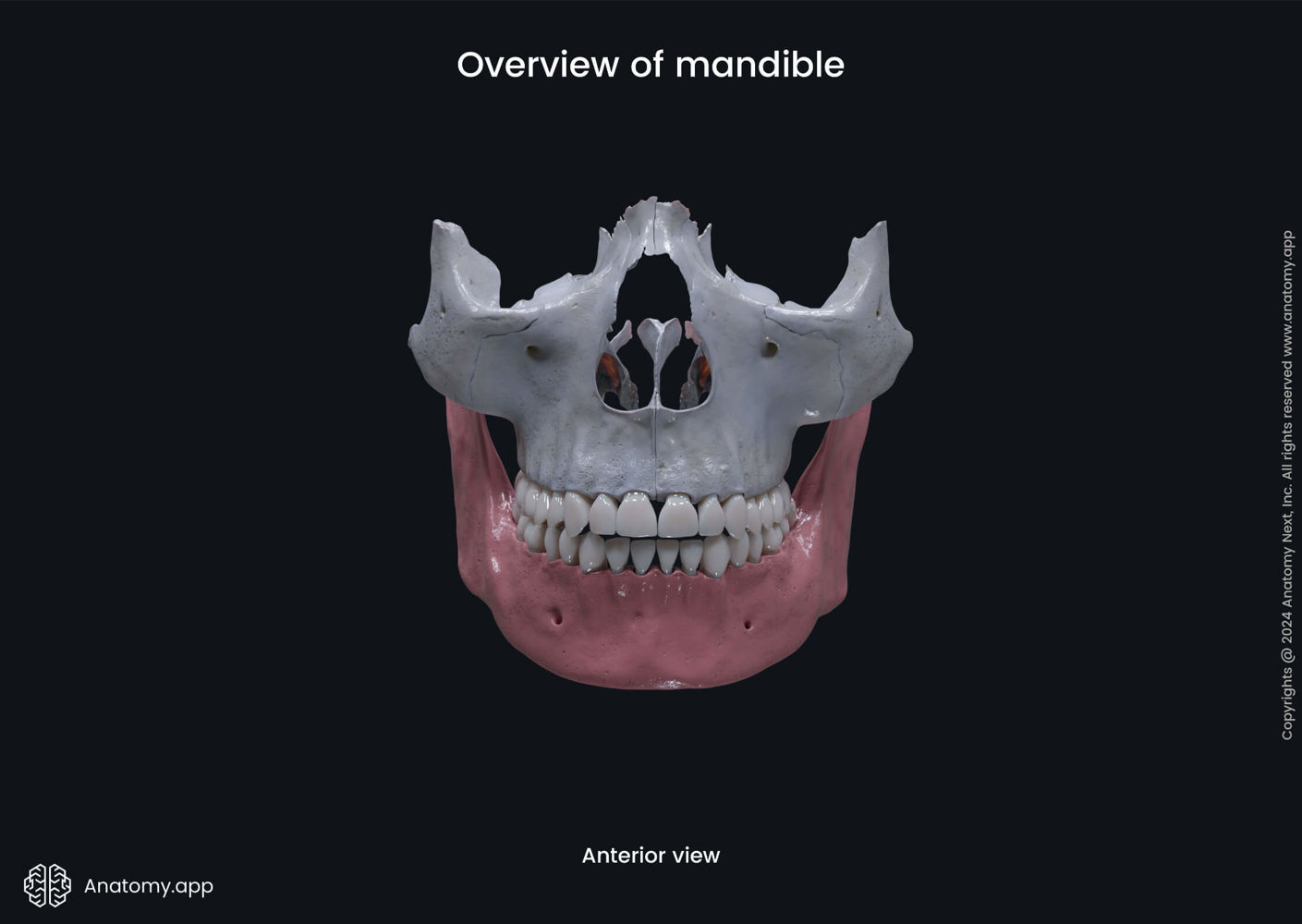 Mandible | Anatomy.app