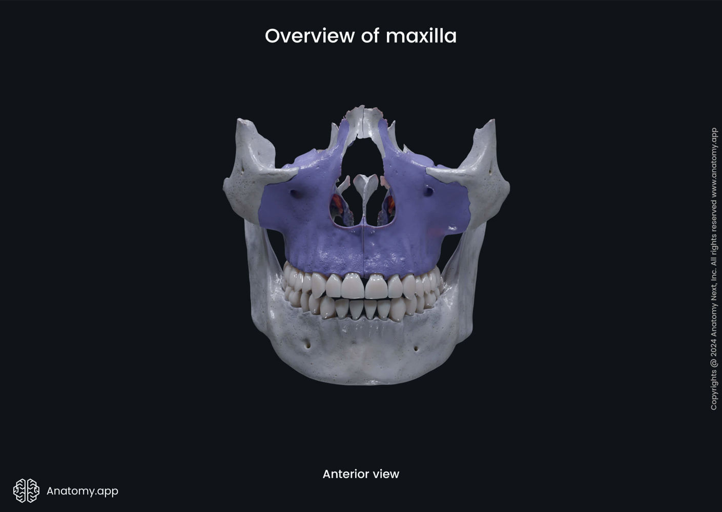 Maxilla | Anatomy.app