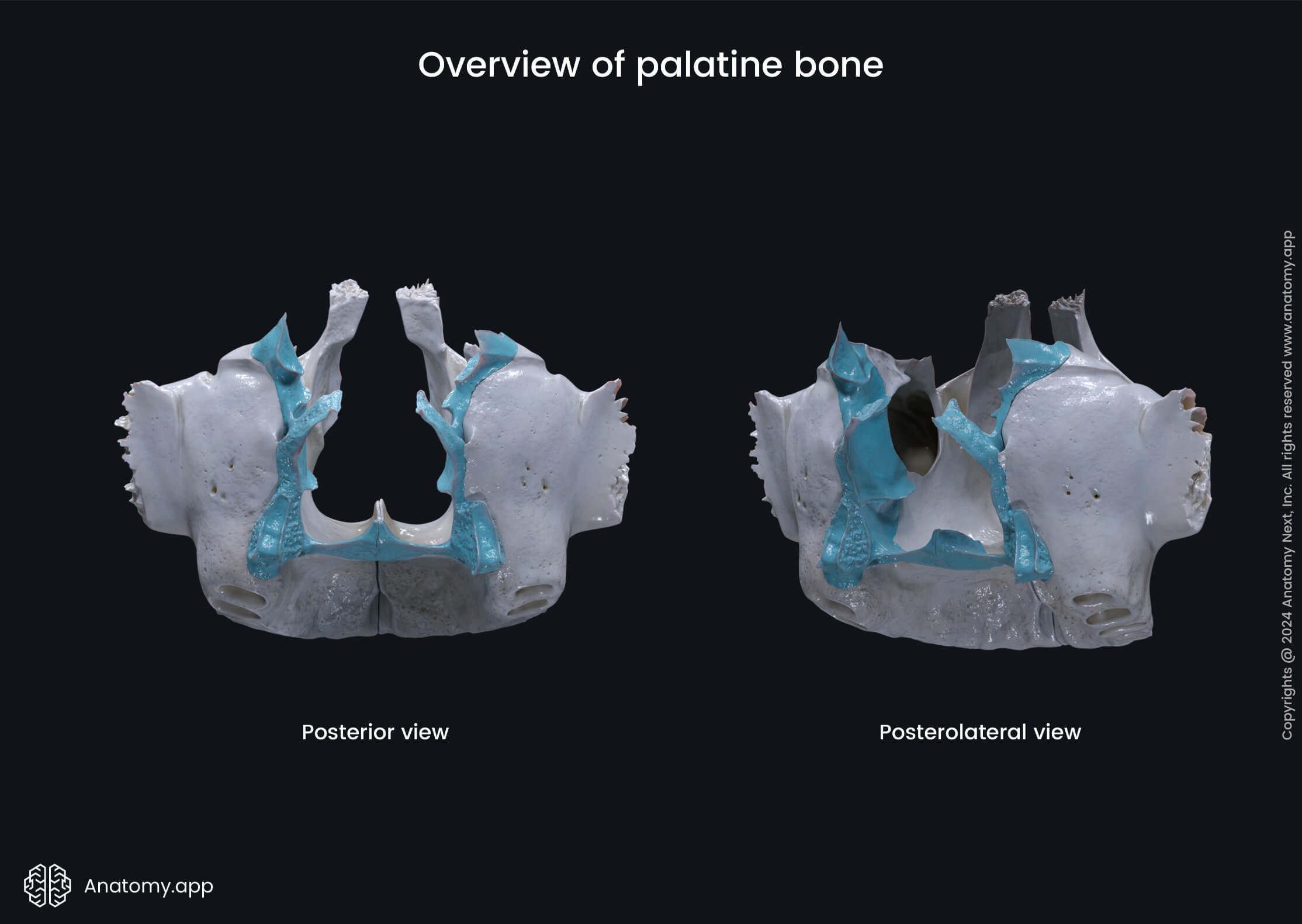 Viscerocranium | Encyclopedia | Anatomy.app | Learn anatomy | 3D models ...