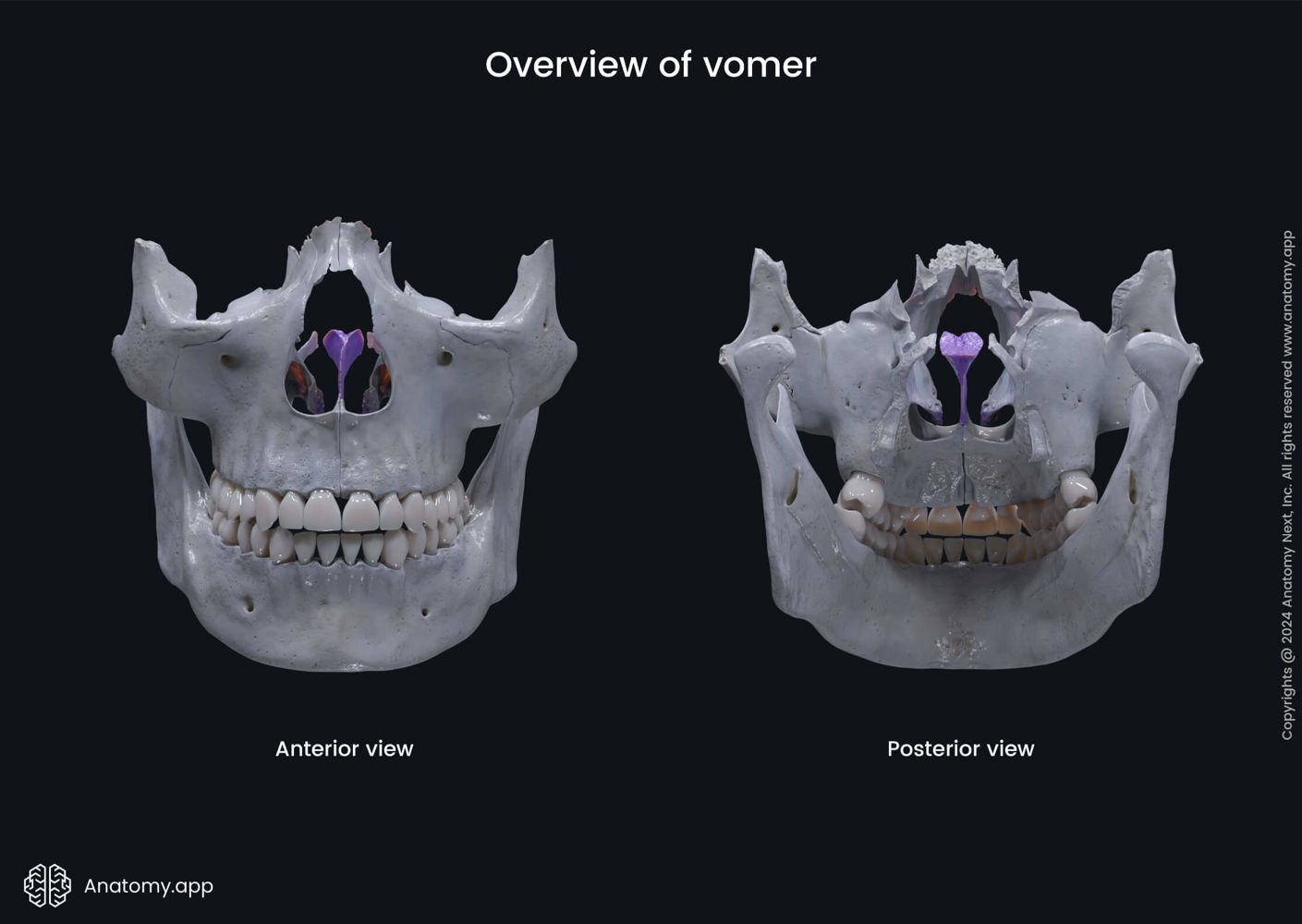 Vomer | Anatomy.app
