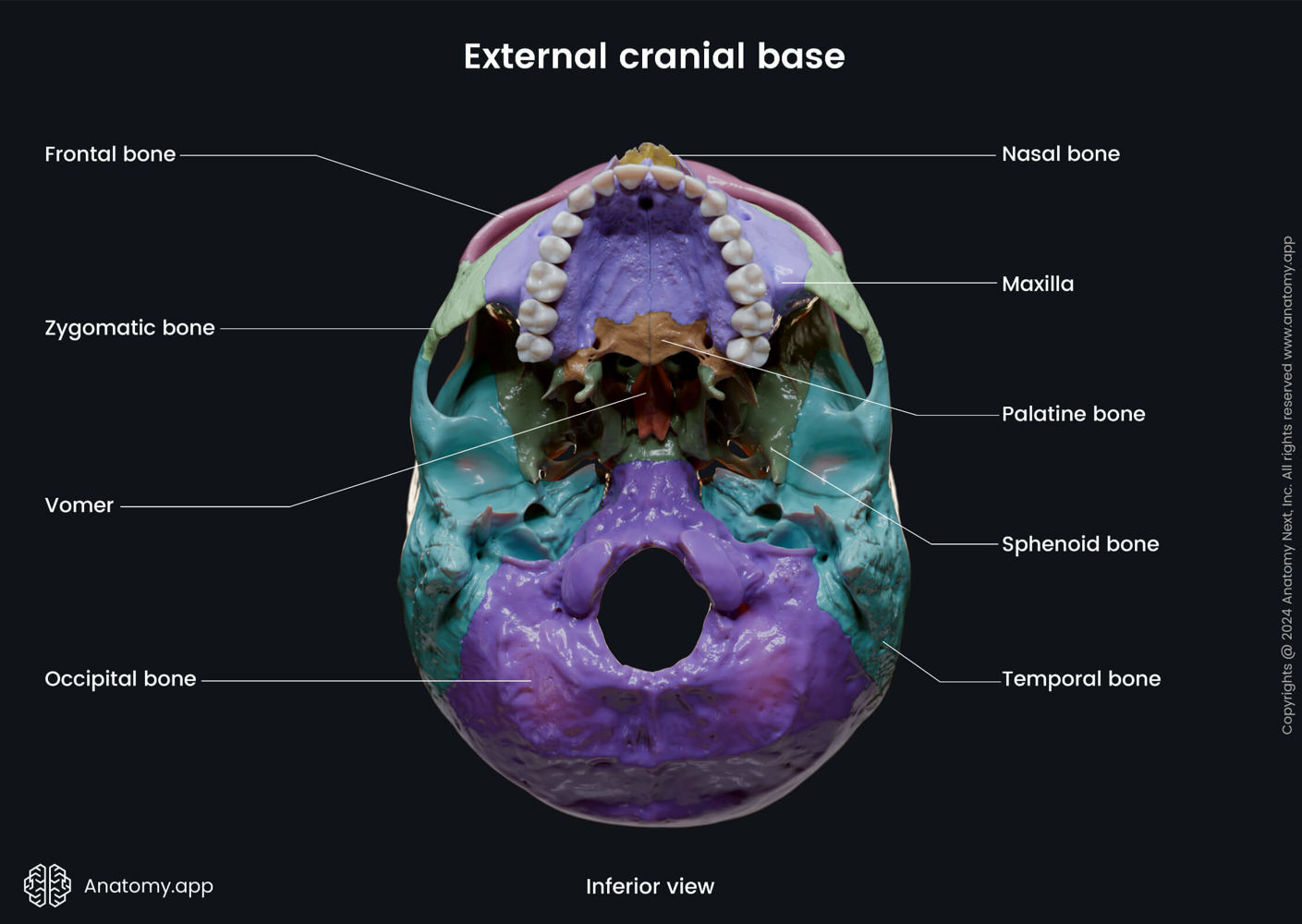 Cranial base | Anatomy.app