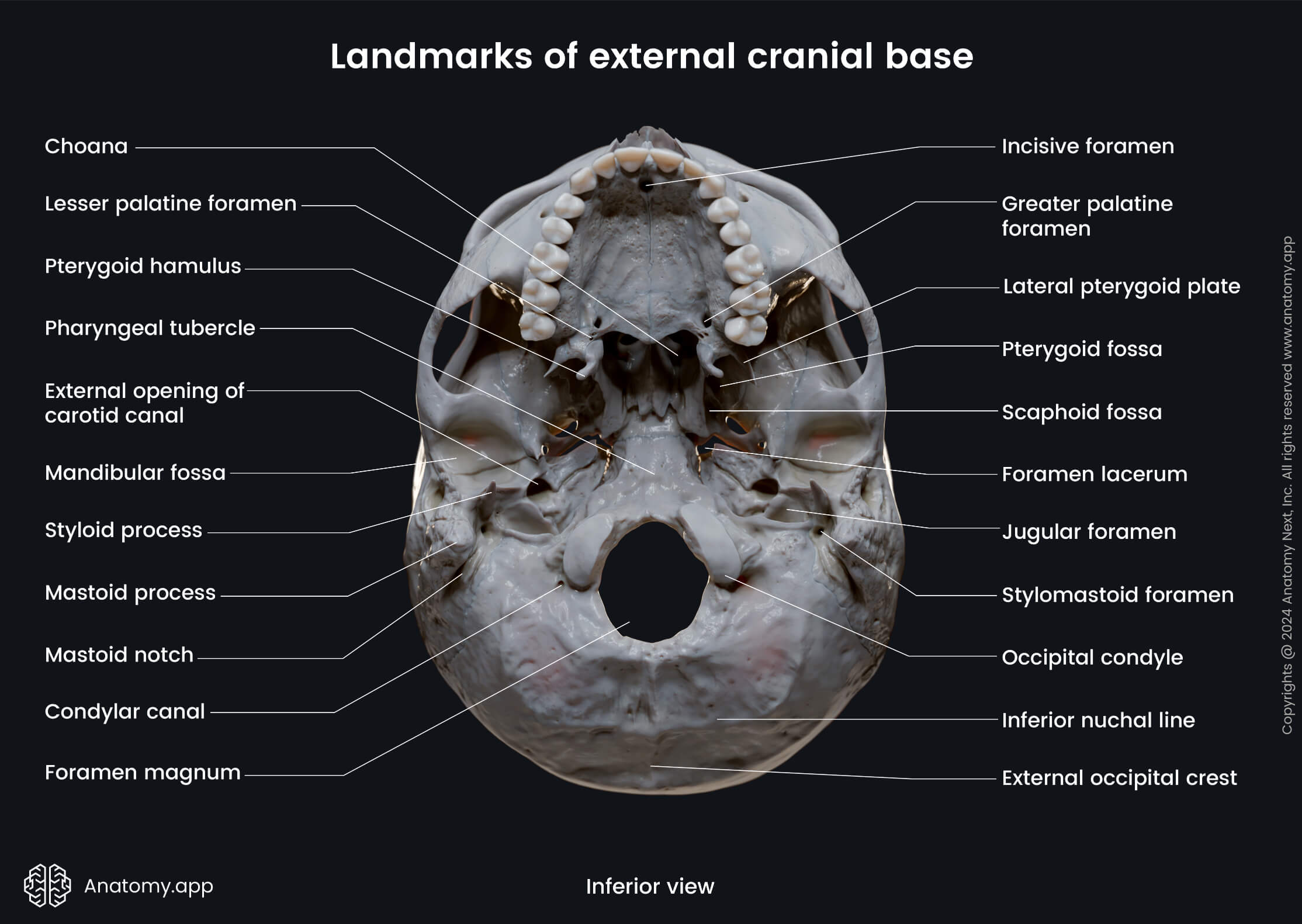 External cranial base | Encyclopedia | Anatomy.app | Learn anatomy | 3D ...