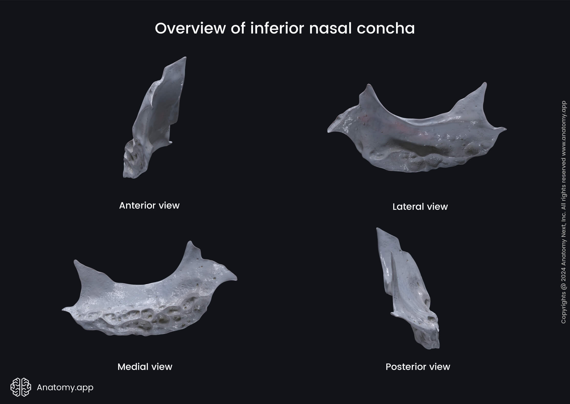 Inferior nasal concha | Encyclopedia | Anatomy.app | Learn anatomy | 3D ...