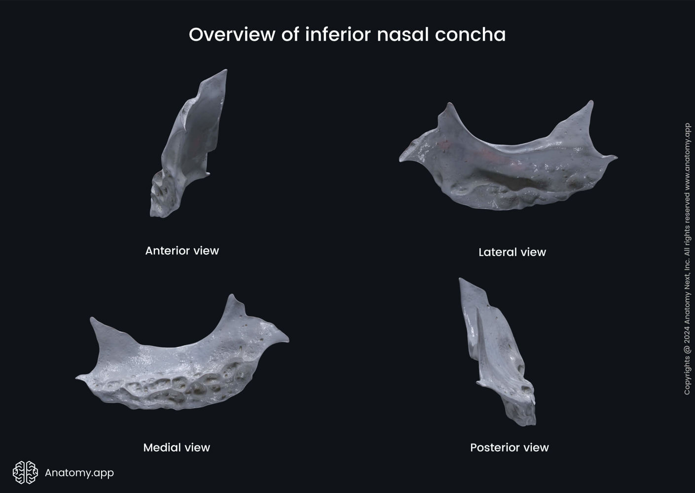 Inferior nasal concha | Anatomy.app
