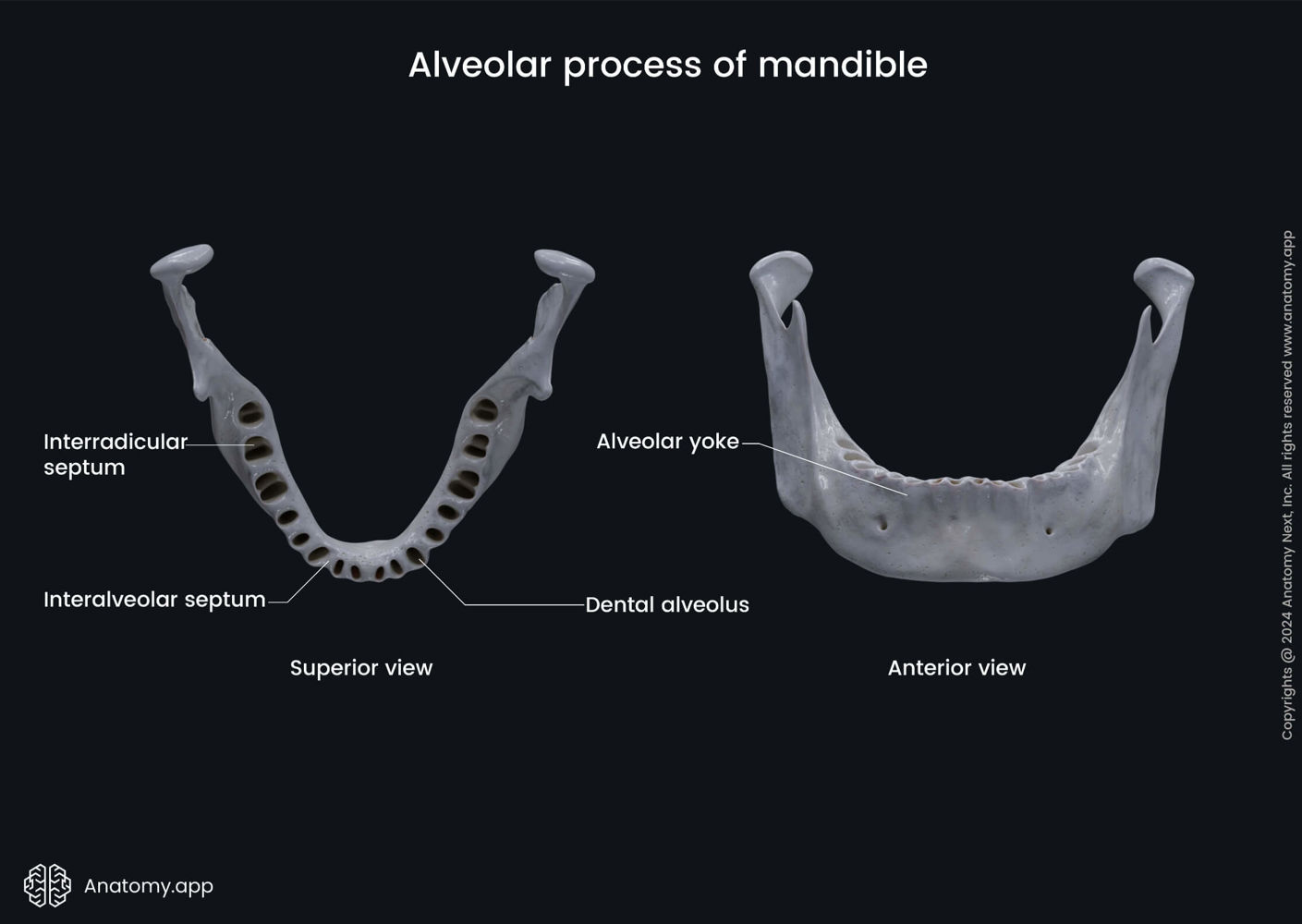Mandible | Anatomy.app
