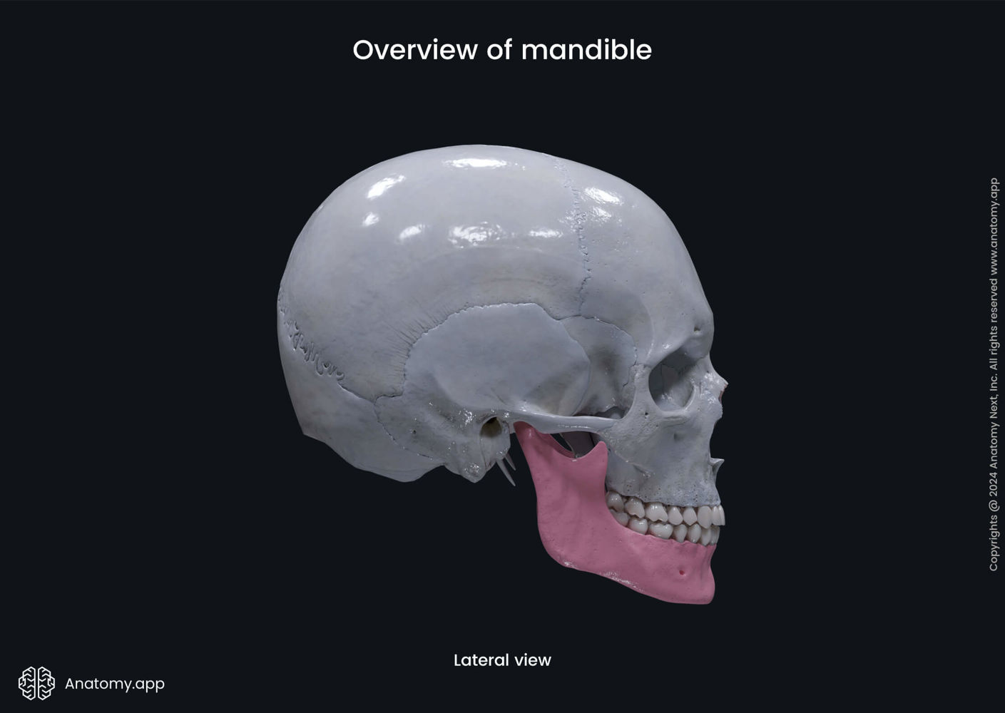 Mandible | Anatomy.app