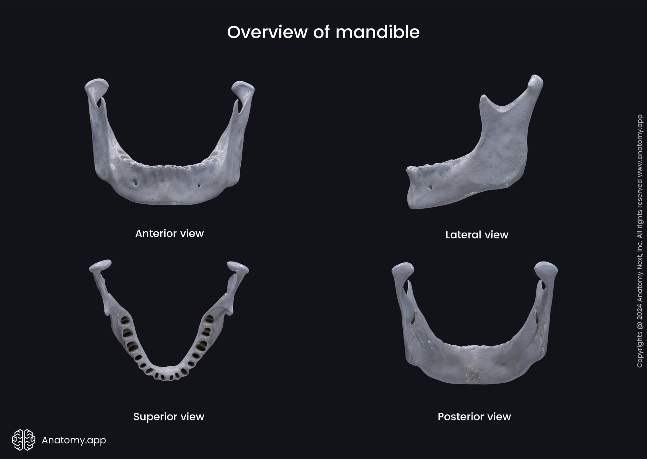 Mandible | Encyclopedia | Anatomy.app | Learn anatomy | 3D models, articles, and quizzes