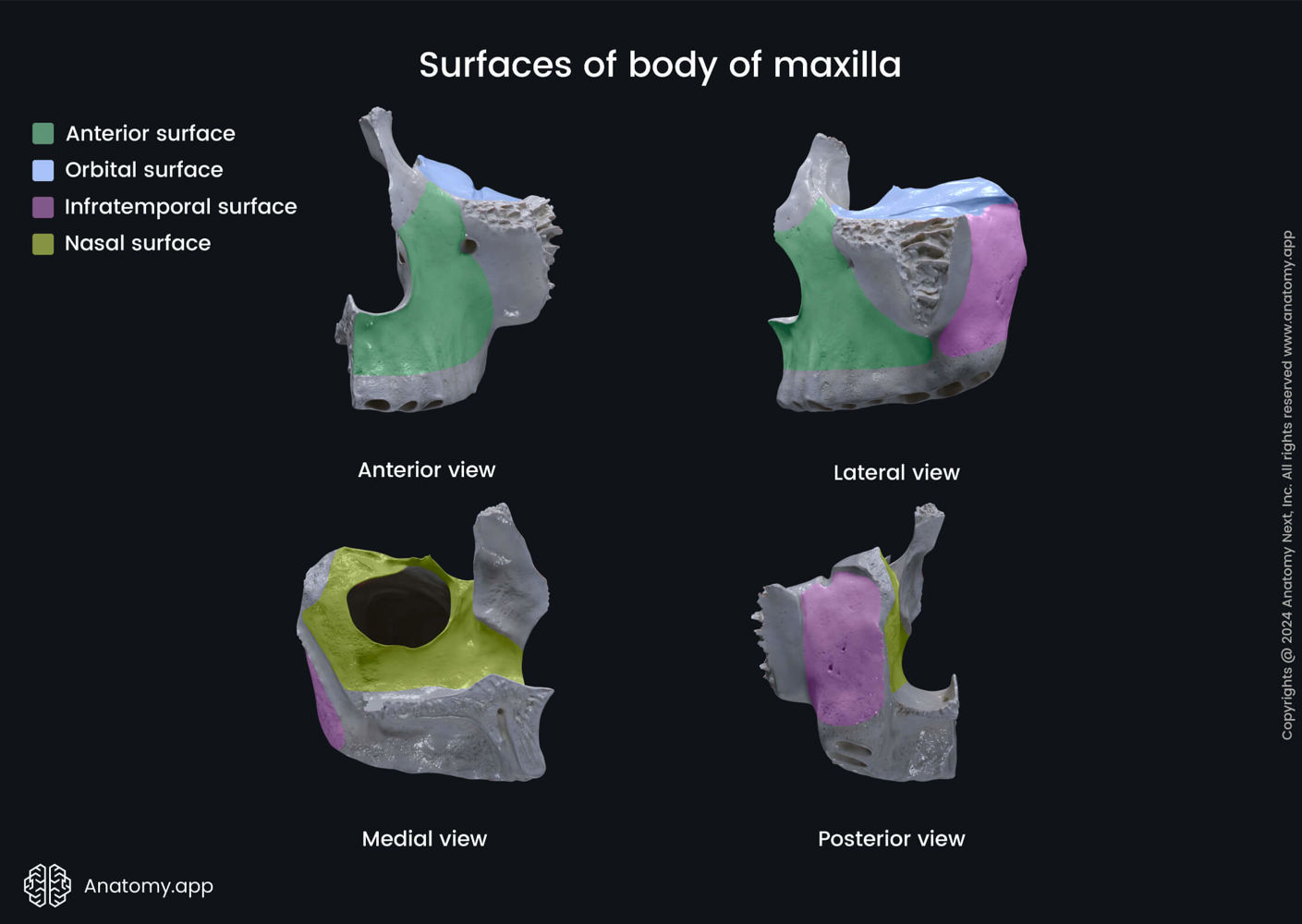 Maxilla | Anatomy.app