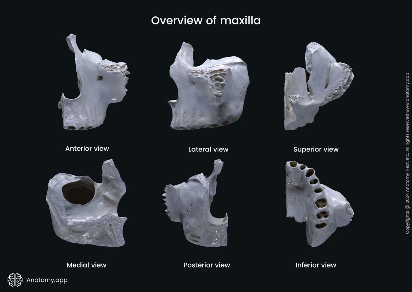 Maxilla | Anatomy.app