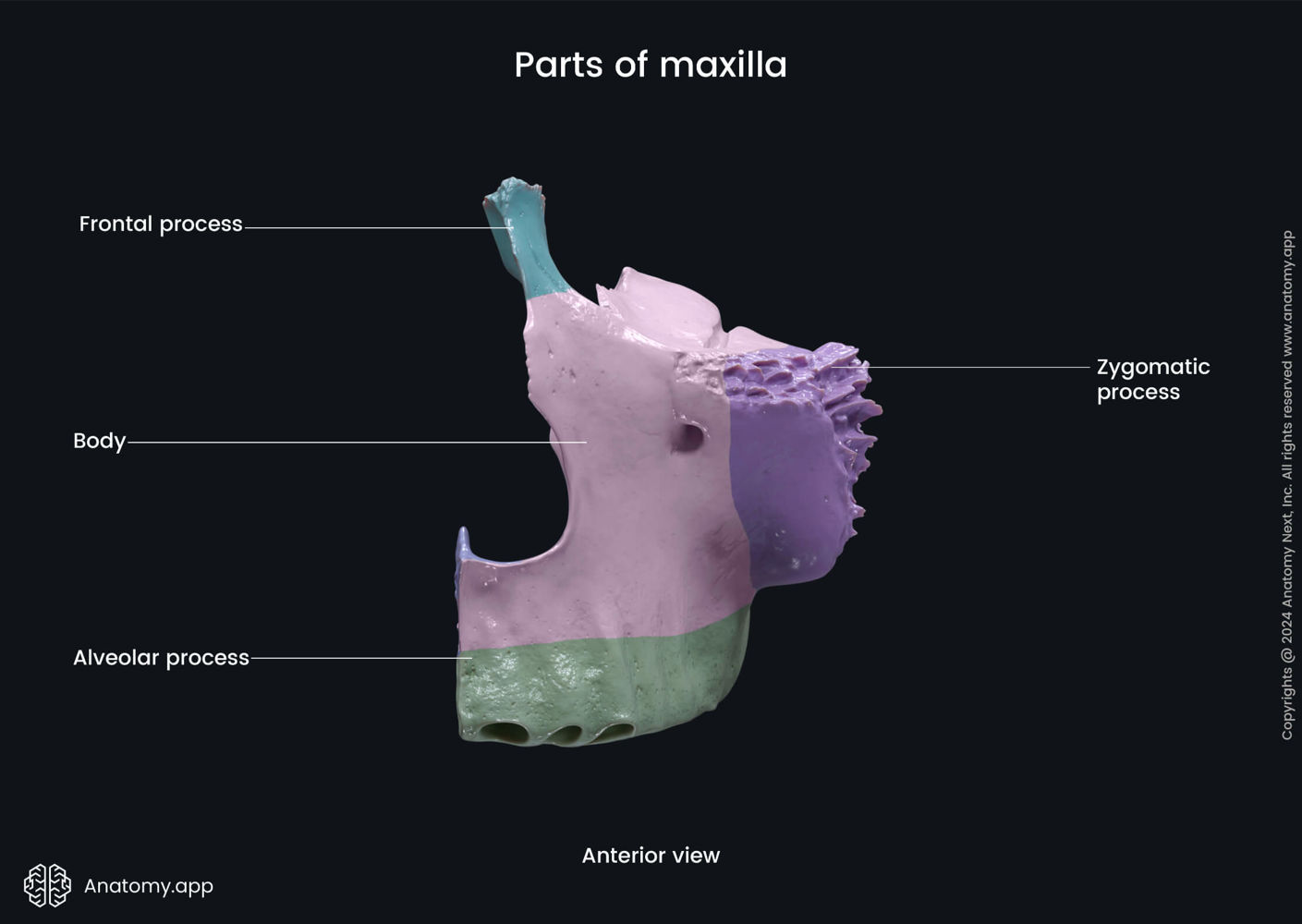 Maxilla | Anatomy.app