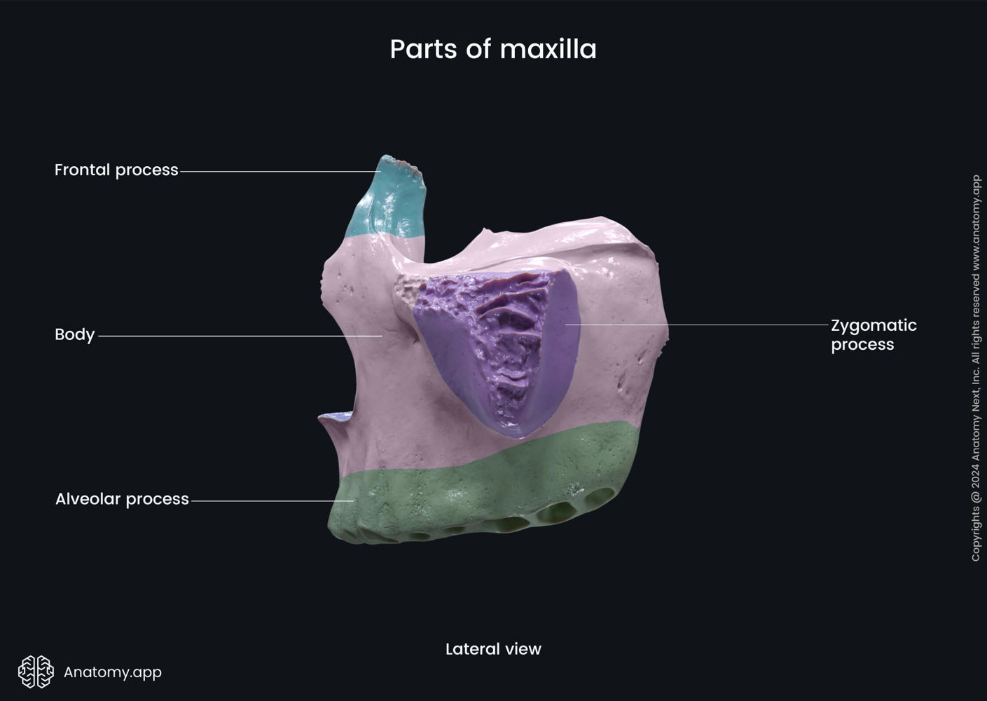 Maxilla | Anatomy.app