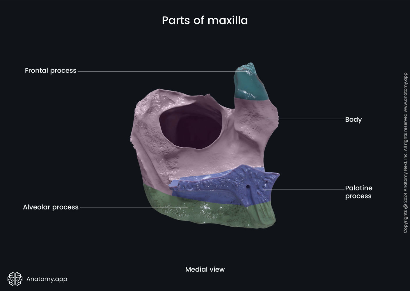 Maxilla | Anatomy.app