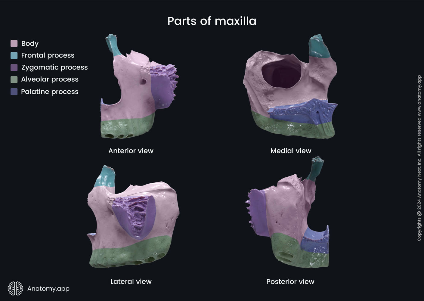 Maxilla | Anatomy.app