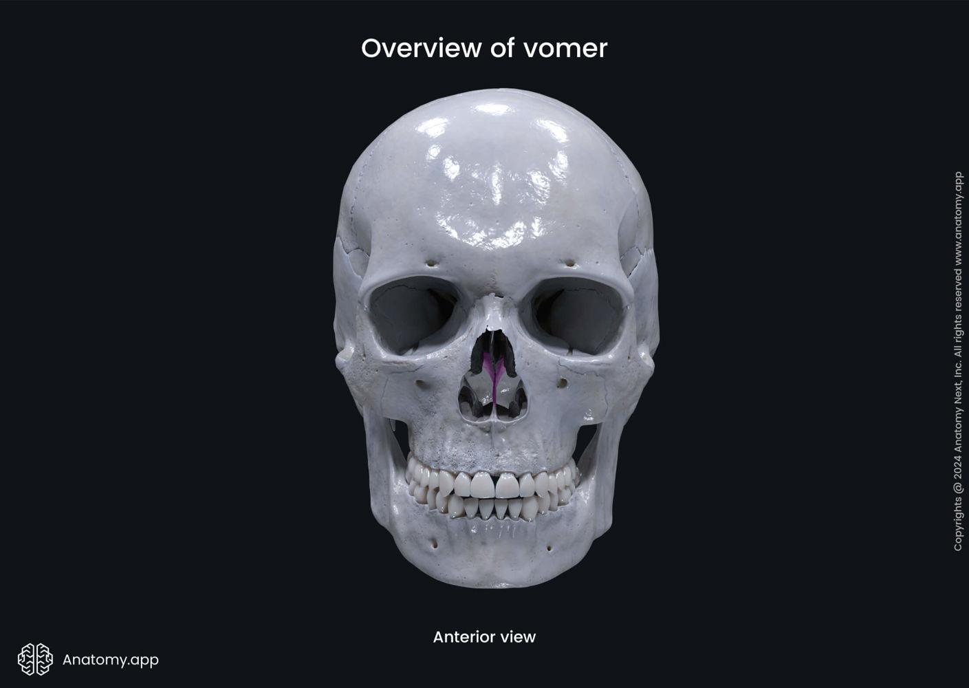 Vomer | Anatomy.app