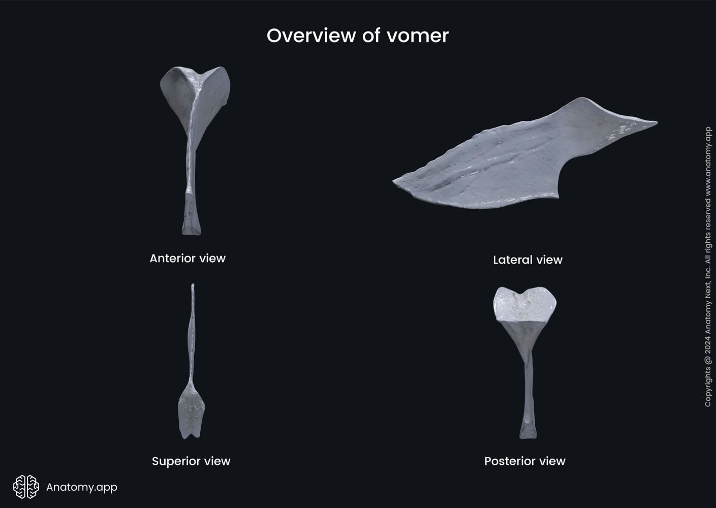 Vomer | Anatomy.app