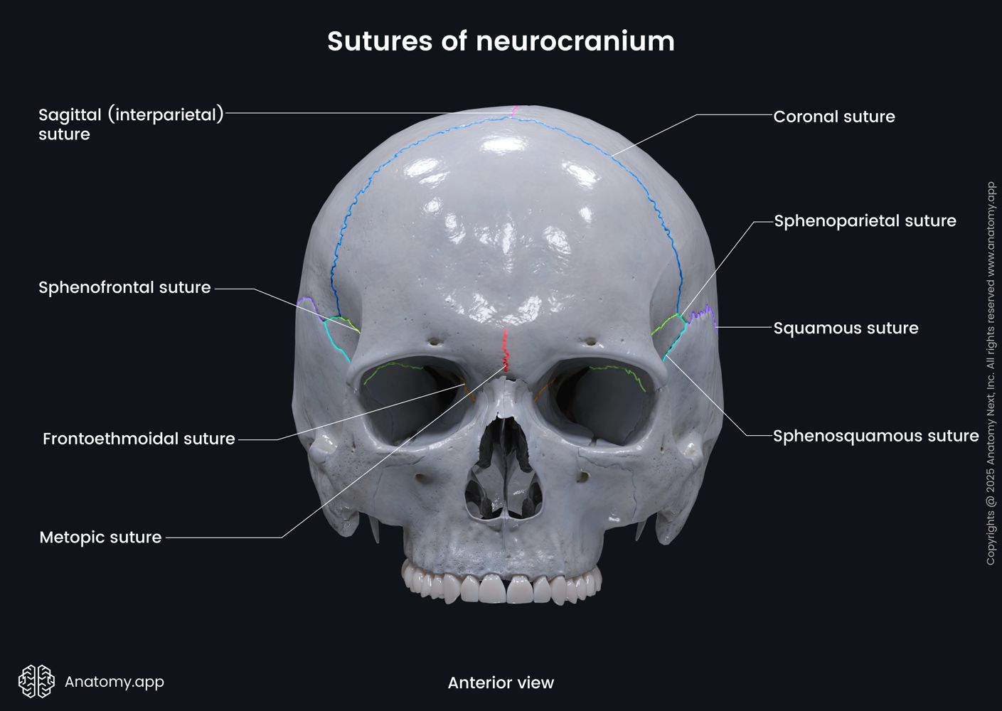 Sutures of skull | Anatomy.app