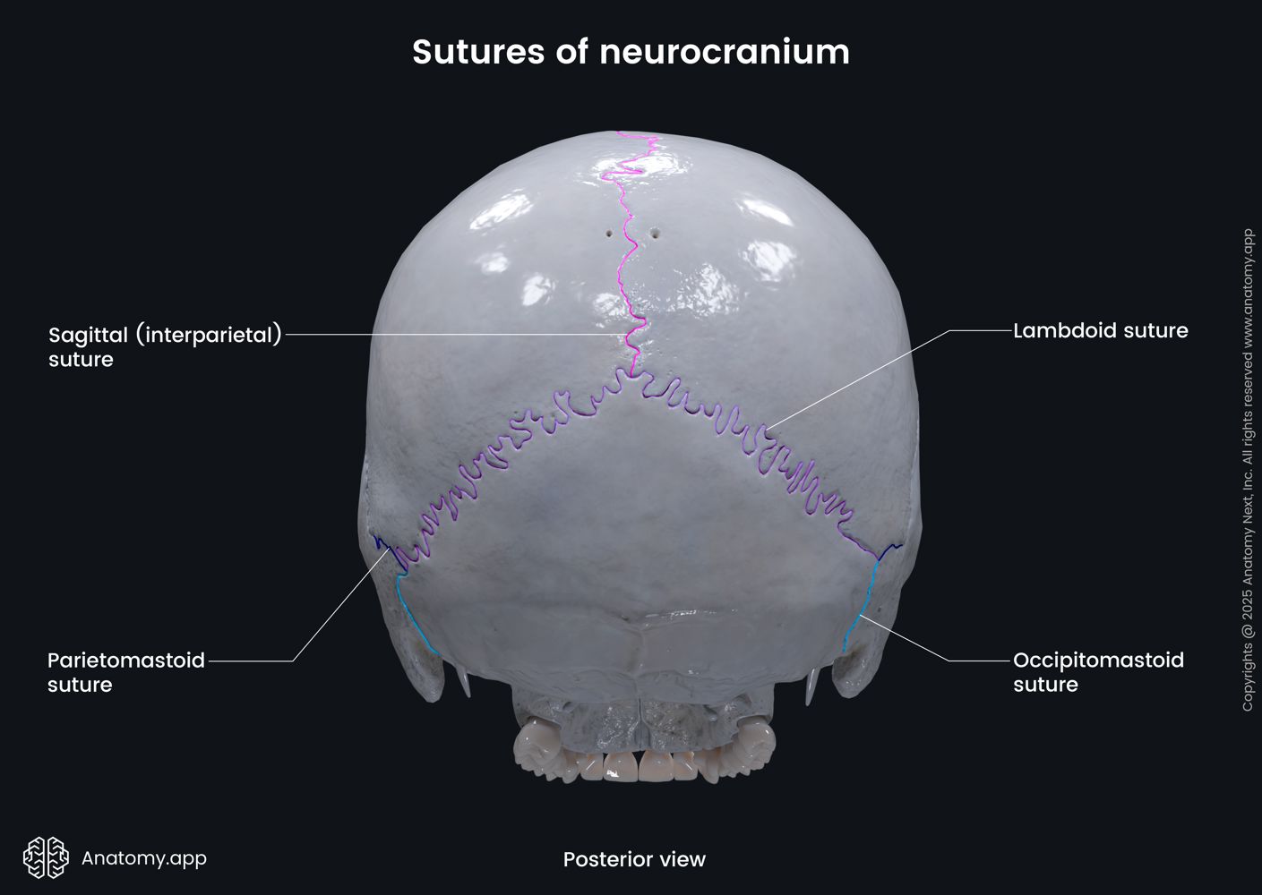 Cranial Sutures Diagram