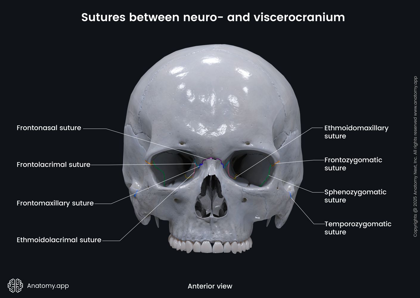 Sutures of skull | Anatomy.app