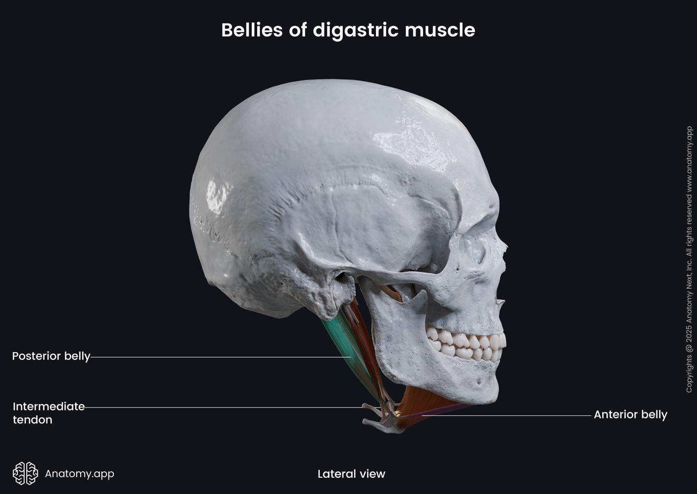 Anterior belly of digastric | Anatomy.app