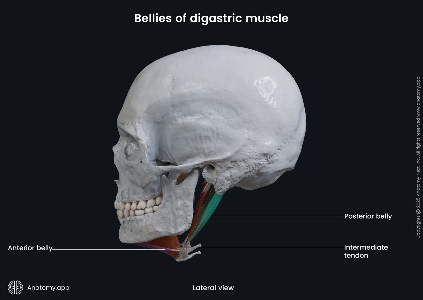 Digastric | Anatomy.app