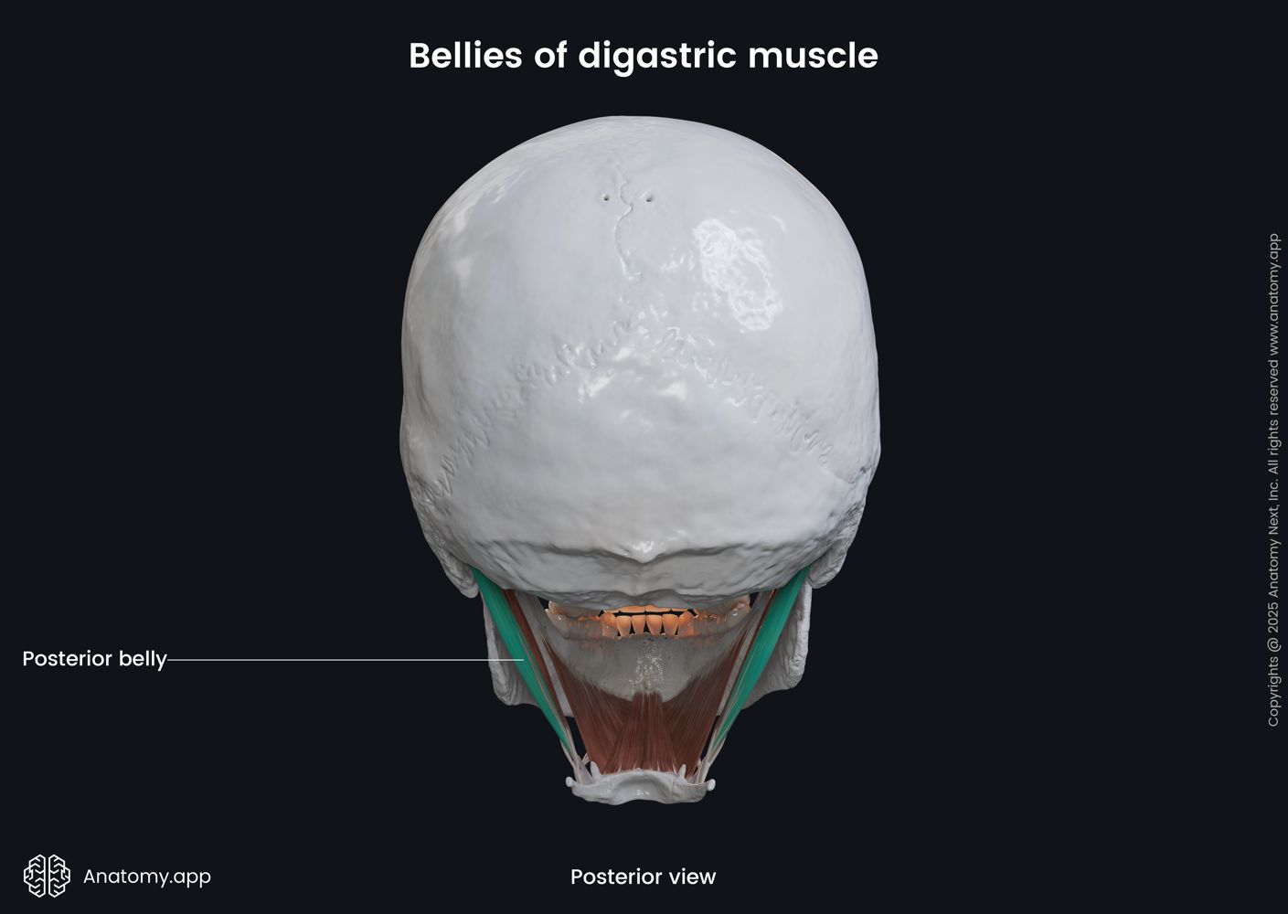Posterior belly of digastric | Anatomy.app