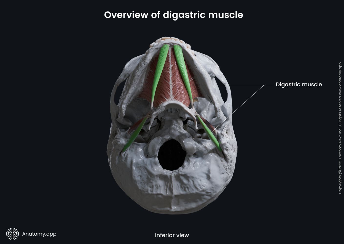 Digastric | Anatomy.app