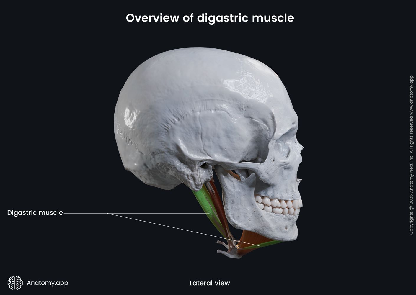 Digastric | Anatomy.app