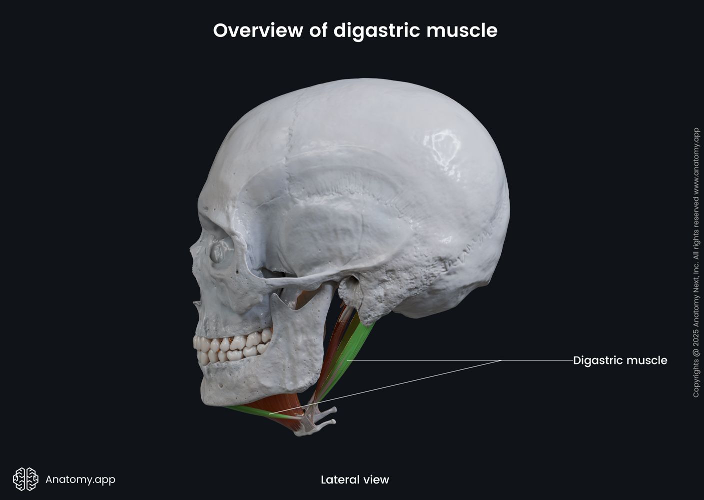 Digastric | Anatomy.app