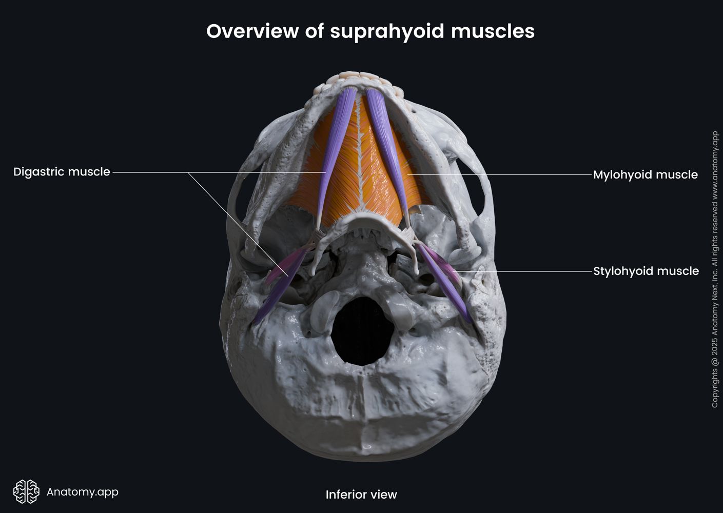Suprahyoid muscles | Anatomy.app