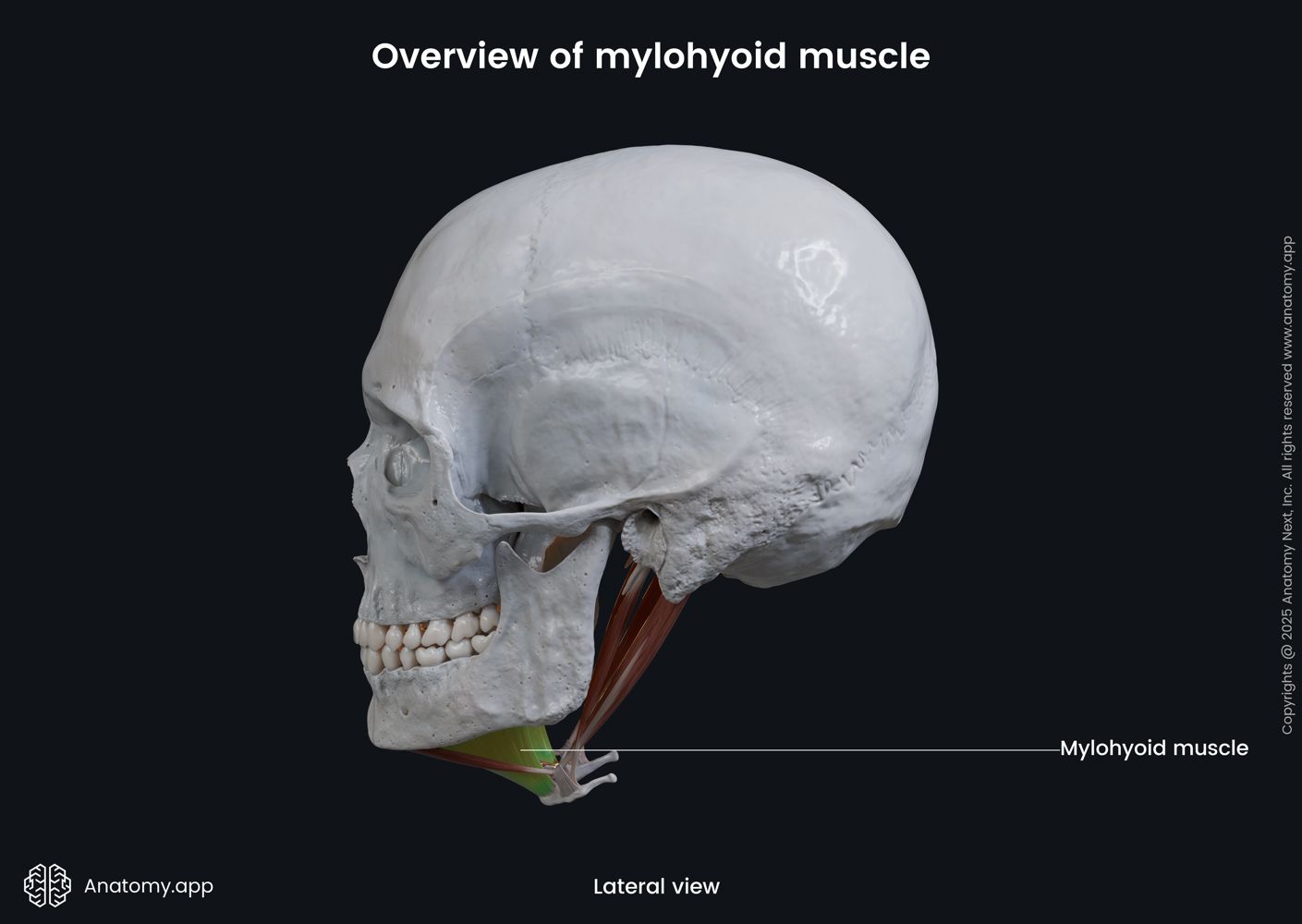 Mylohyoid | Anatomy.app