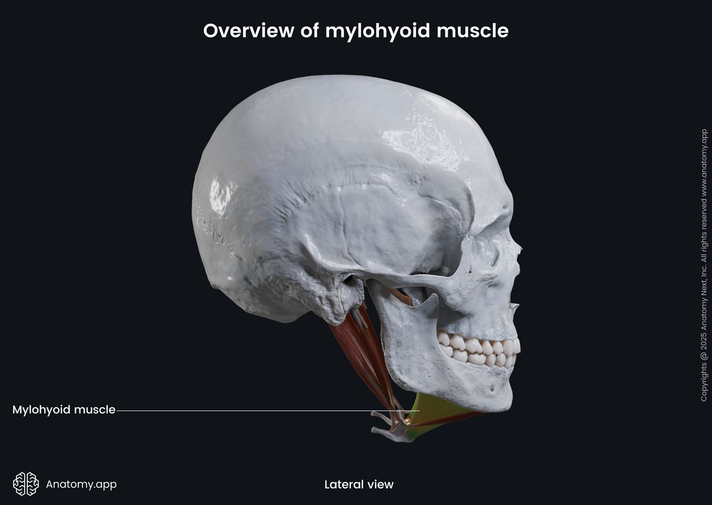 Mylohyoid | Anatomy.app