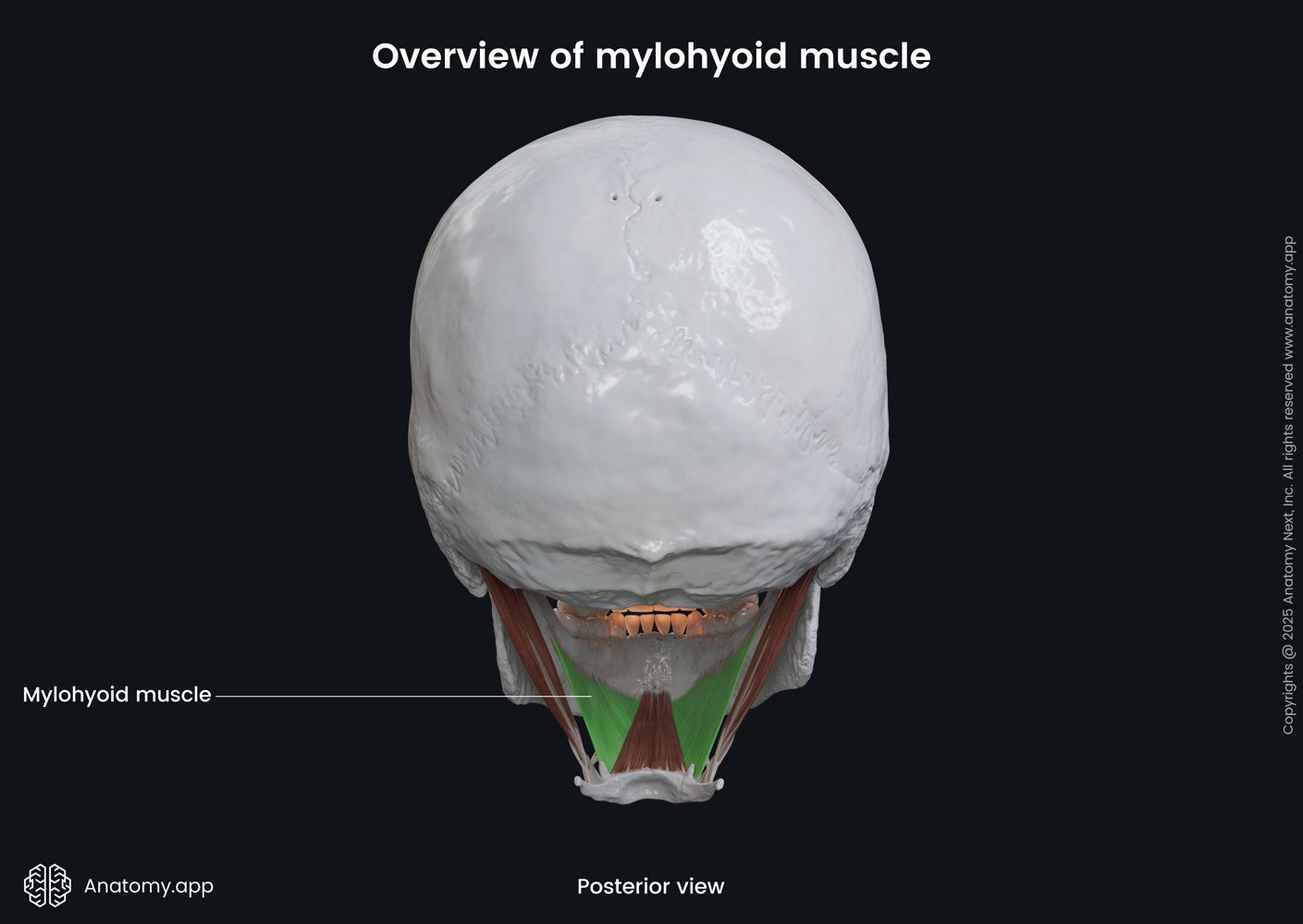 Mylohyoid | Anatomy.app
