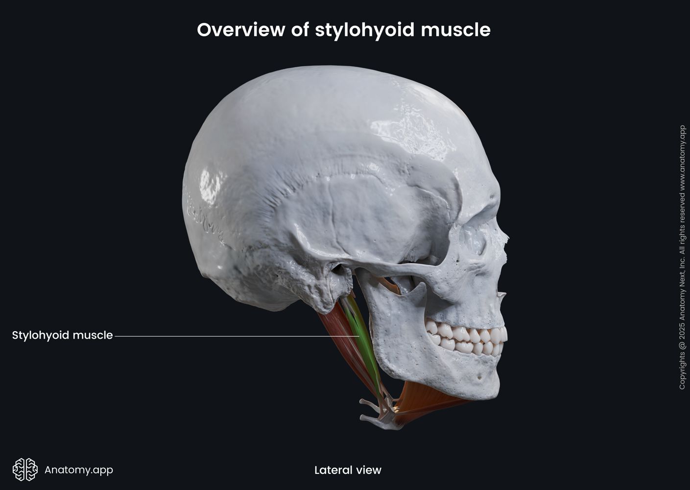 Stylohyoid | Anatomy.app