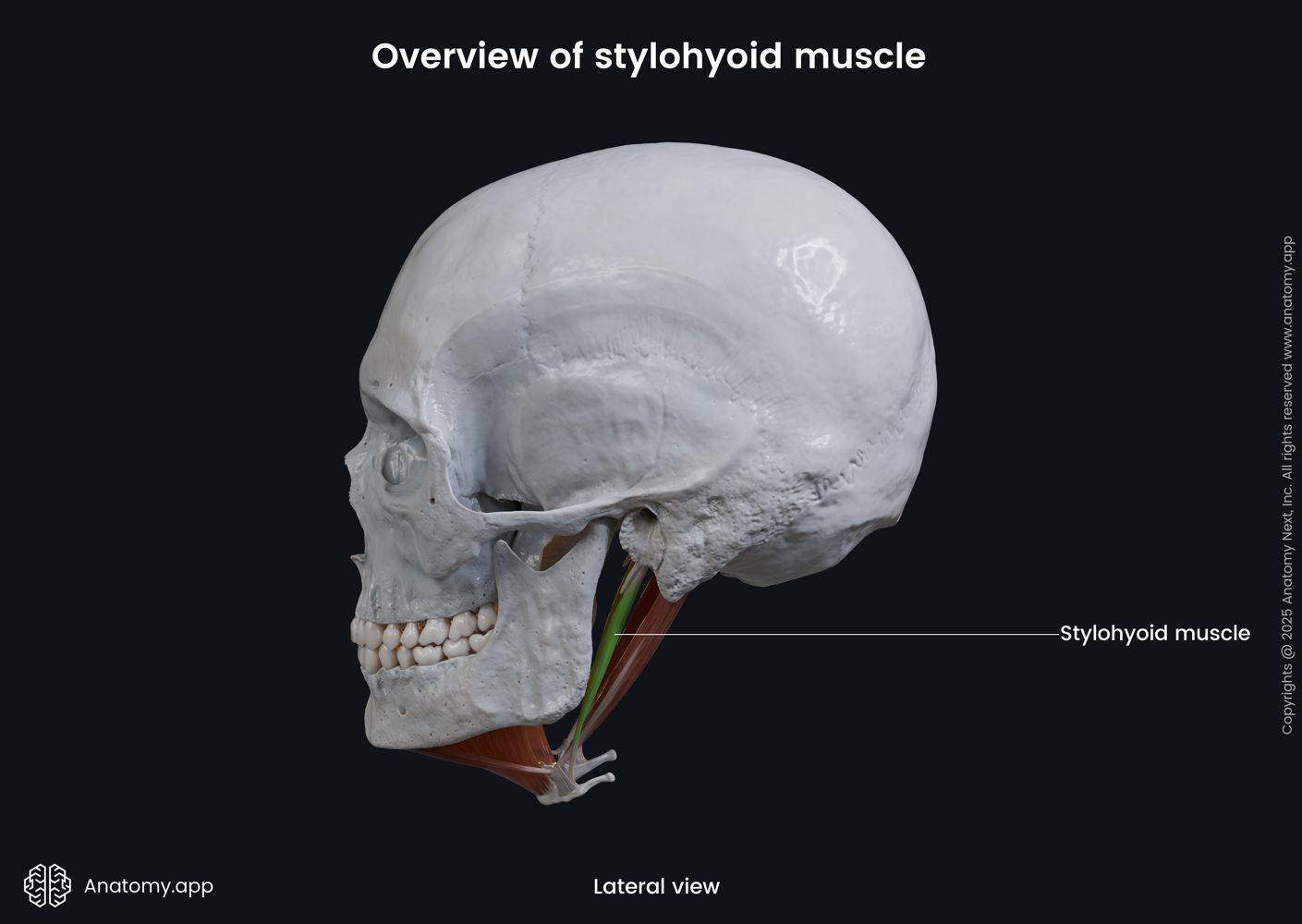 Stylohyoid | Anatomy.app