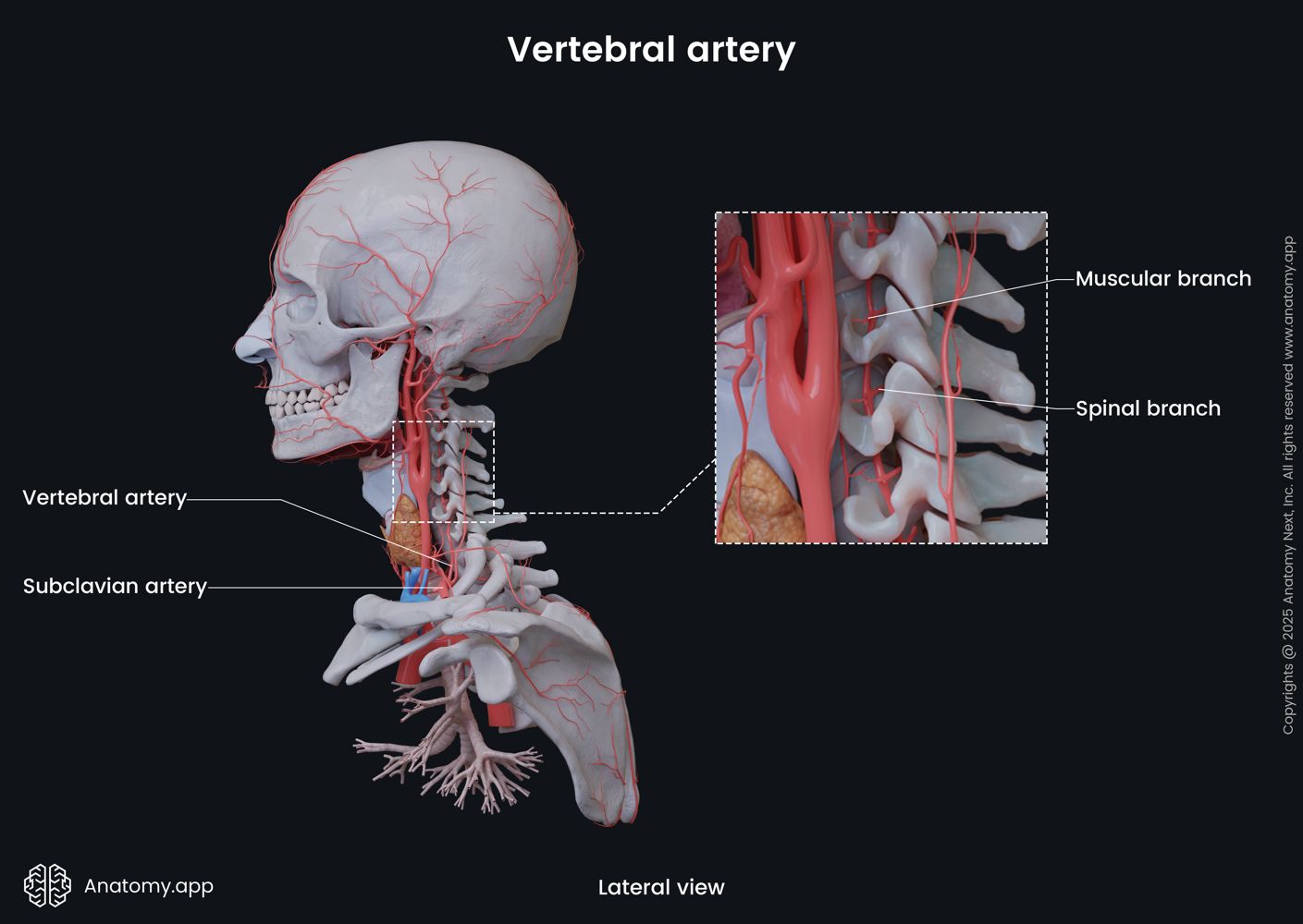 Anatomy Of Vertebral Artery