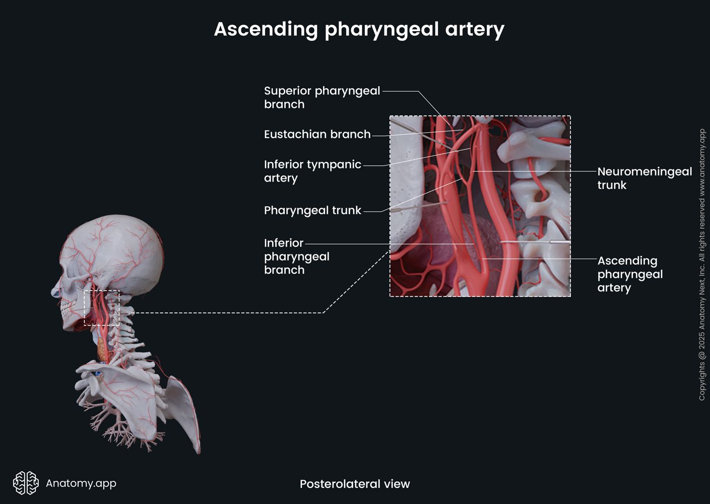 External carotid artery | Anatomy.app