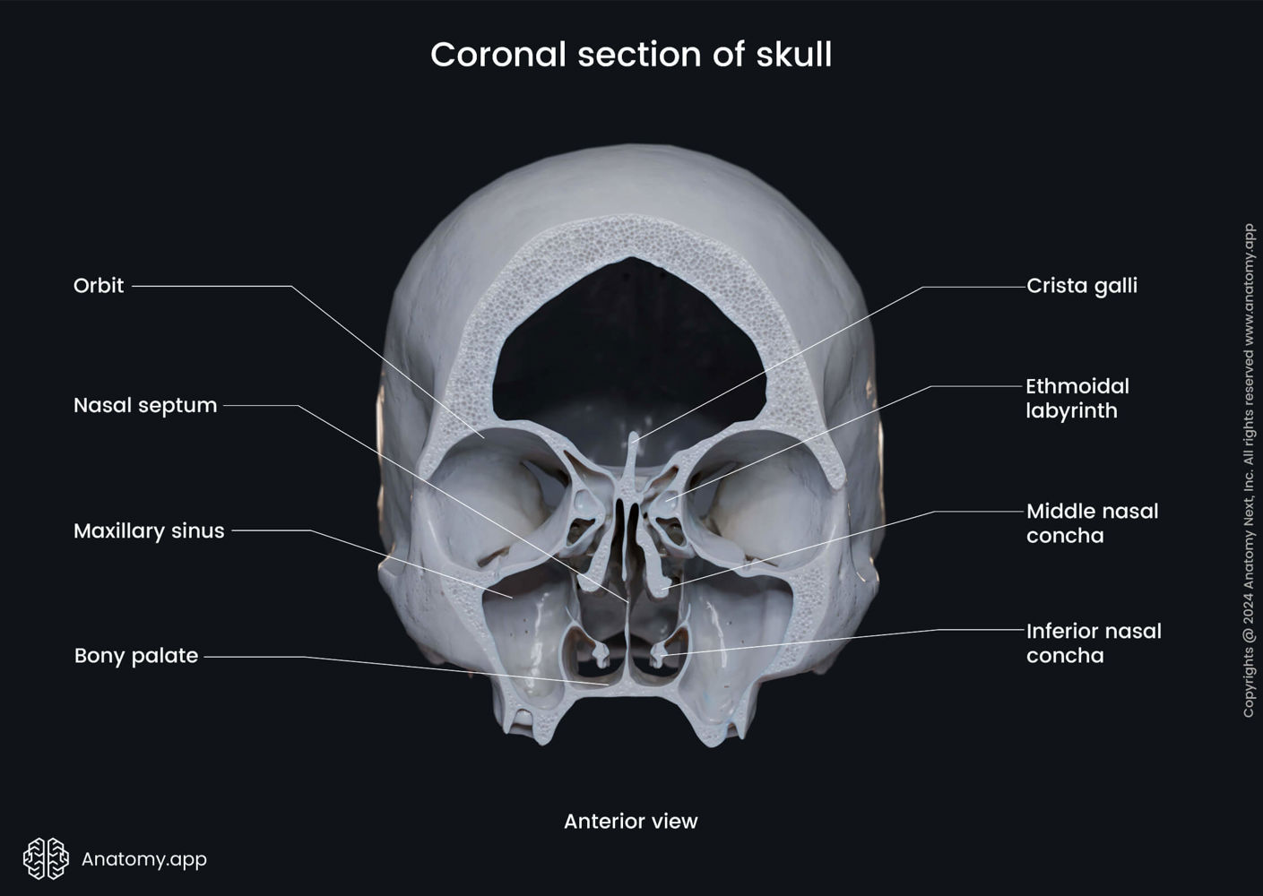 Skull | Anatomy.app